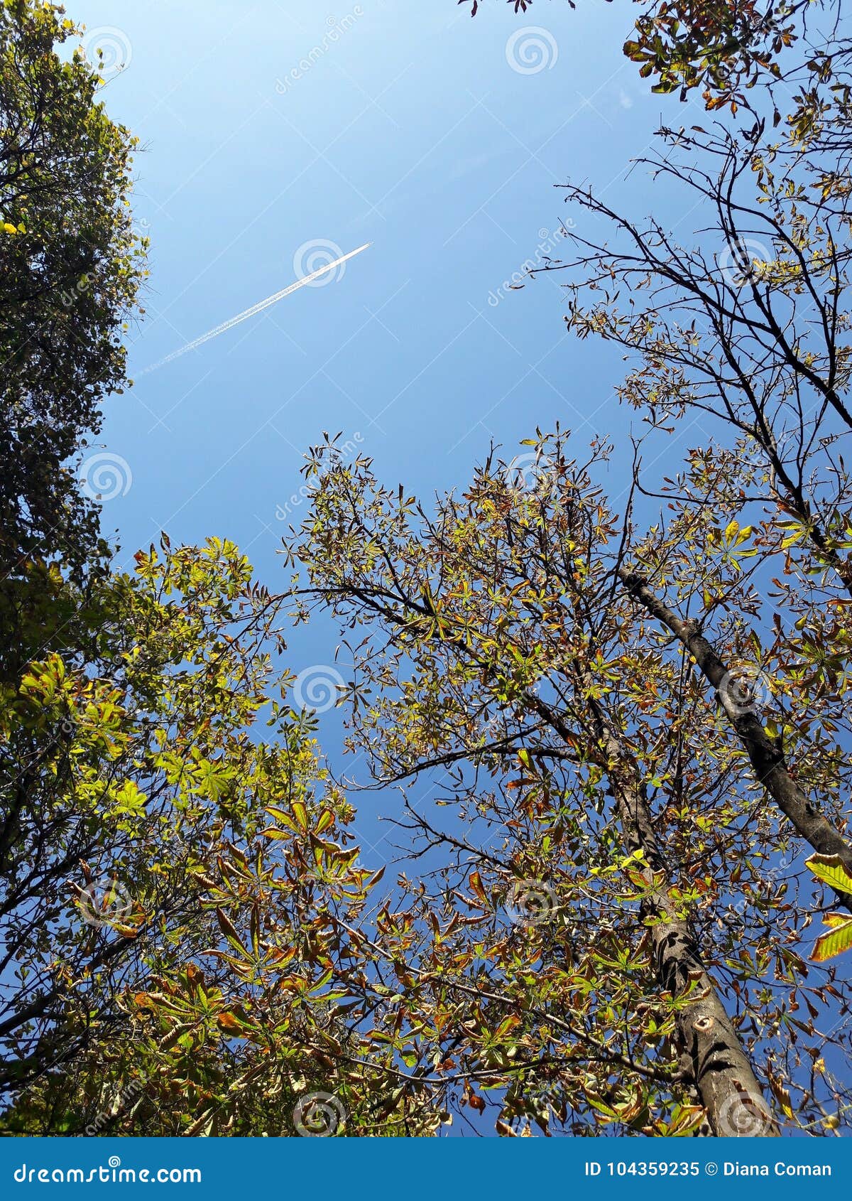 Chestnut Trees with Plane Passing in the Background Stock Image - Image ...