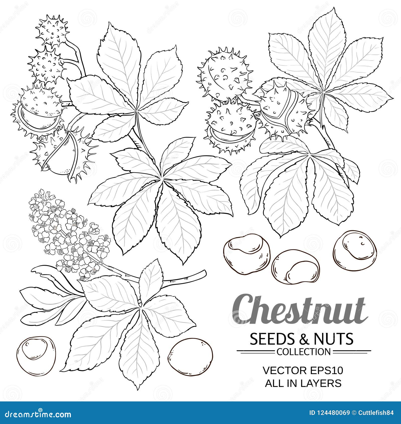 Chestnut vector isolated stock vector. Illustration of healthy - 124480069
