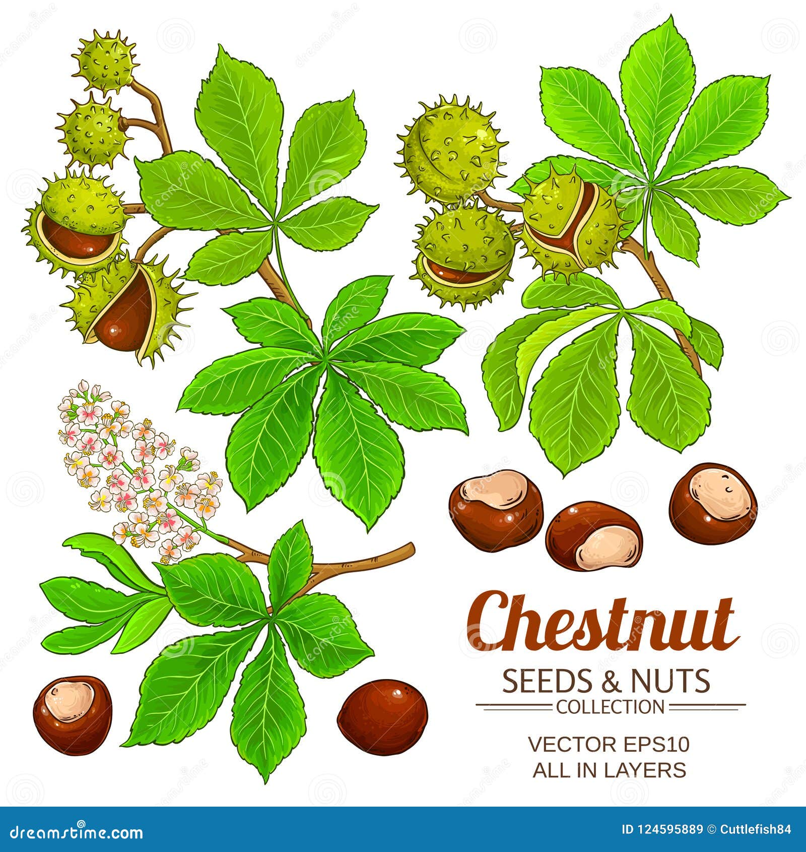 Chestnut vector isolated stock vector. Illustration of natural - 124595889