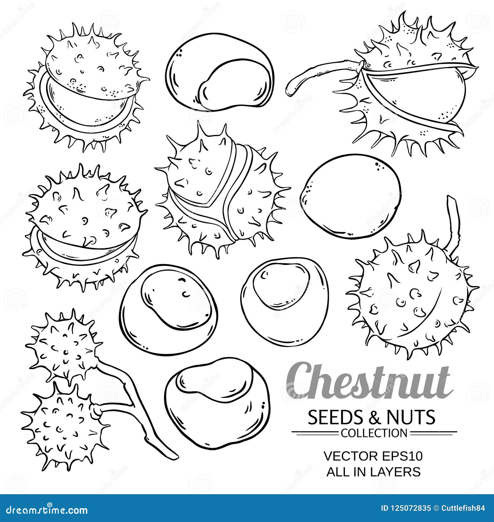 Chestnut Vector Illustration, Isolated Group Of Objects With Chestnut ...