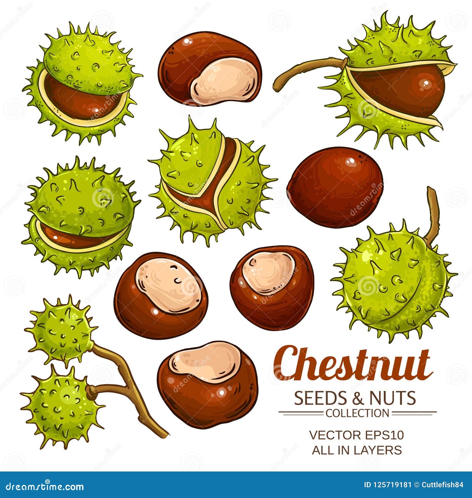 Chestnut Set Of Vector Sketches On White Background.Chestnuts. Set Of ...