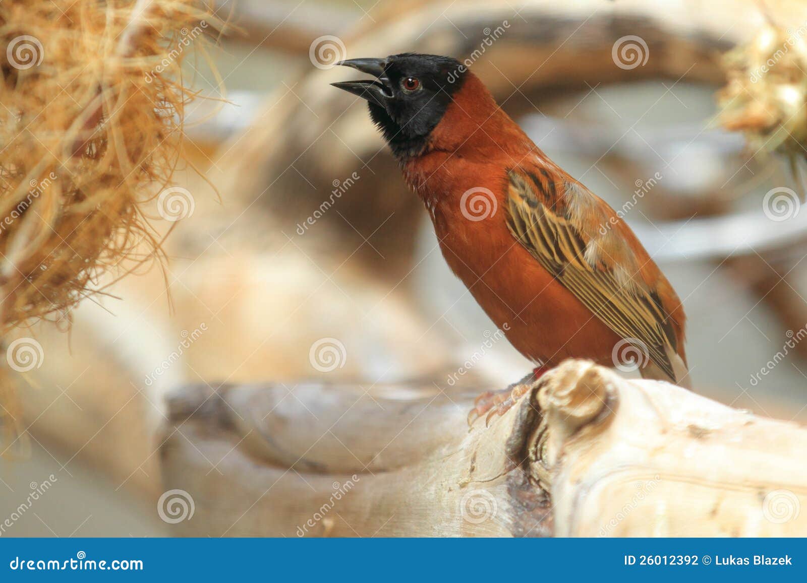 Chestnut weaver stock photo. Image of weaver, animal - 26012392