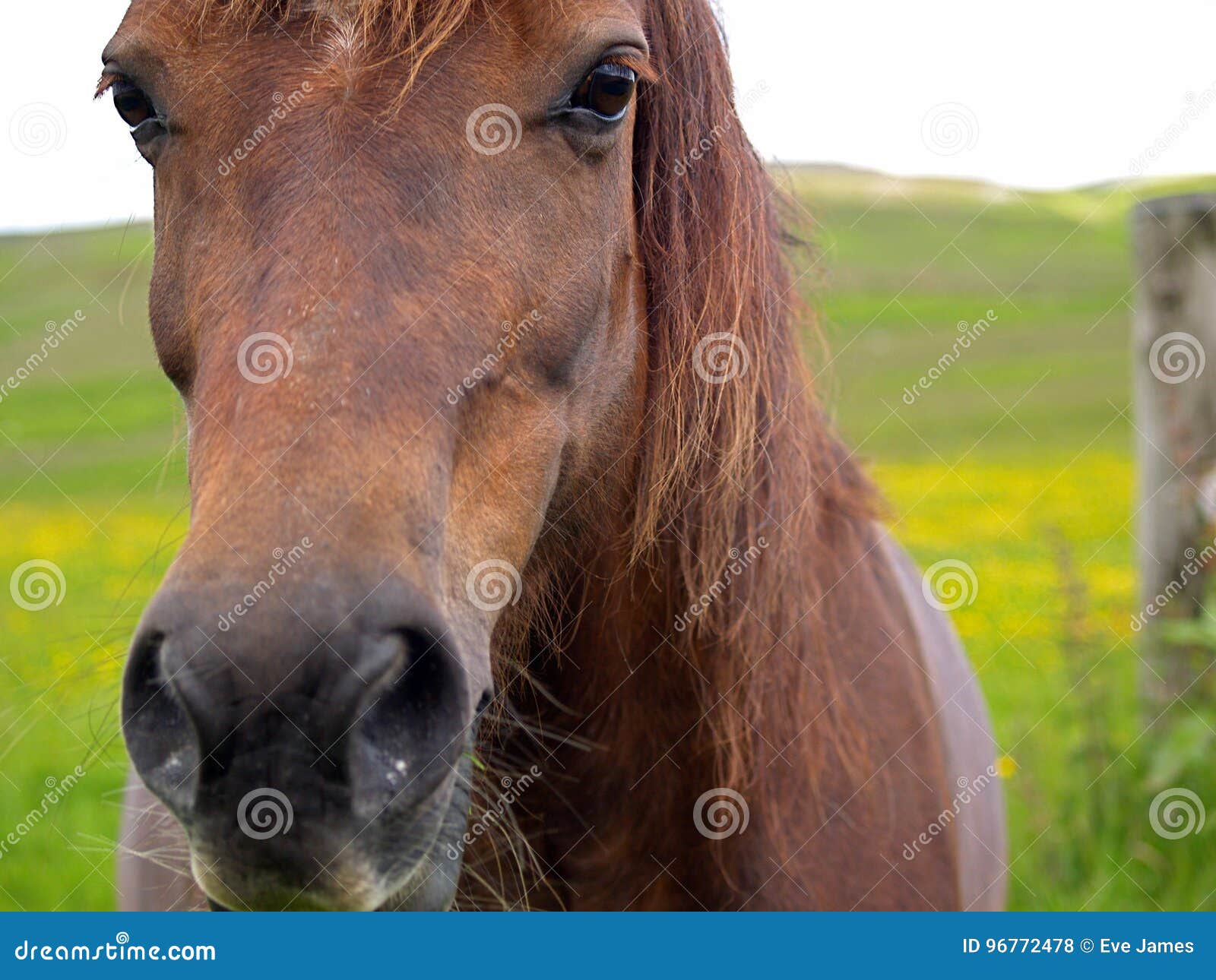 Chestnut Welsh Cob stock photo. Image of horse, muzzle - 96772478