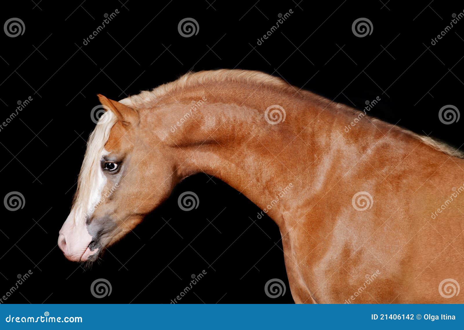 Chestnut welsh pony stock photo. Image of farm, beast - 21406142