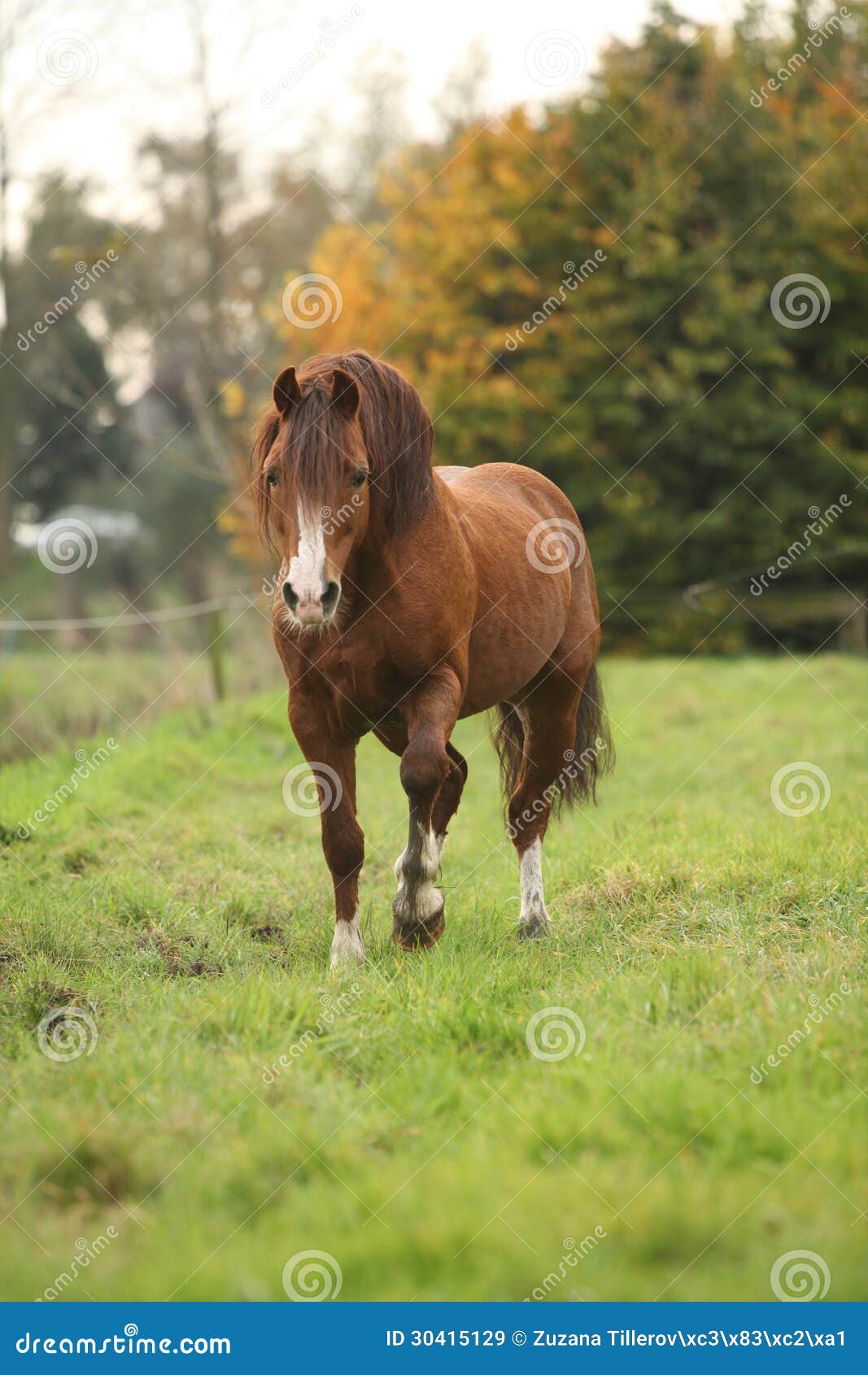Chestnut Welsh Pony in Autumn Stock Image - Image of outside, pony ...