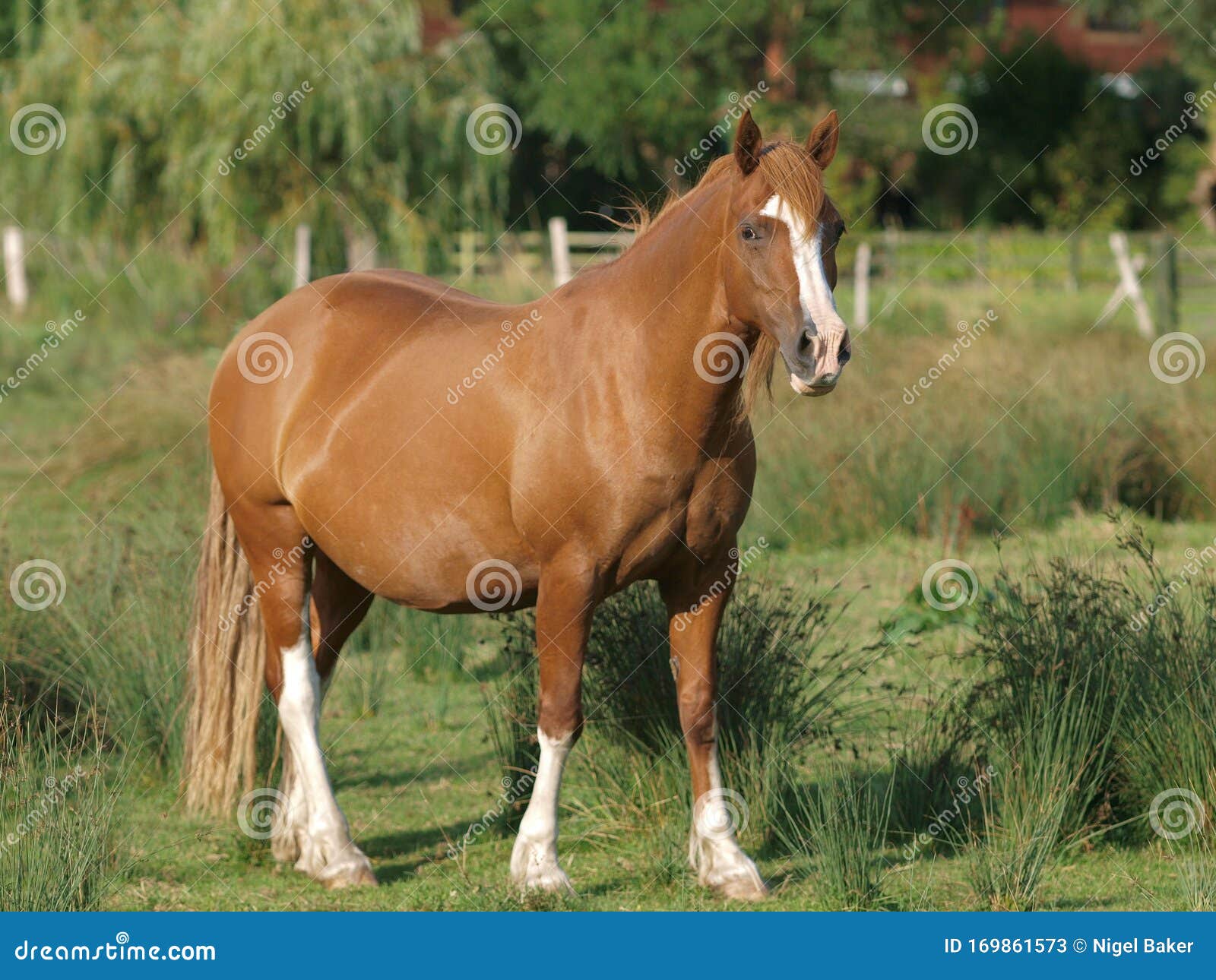 Chestnut Welsh Pony stock image. Image of riding, welsh - 169861573
