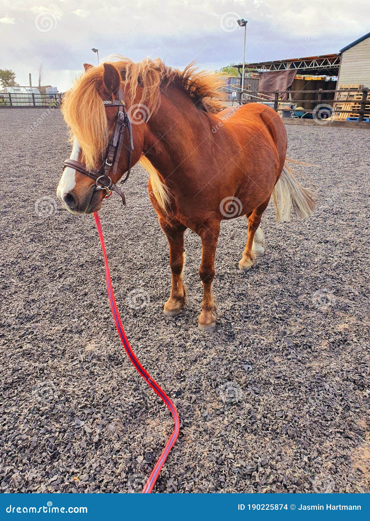 Chestnut Welsh Pony Standing in Equestrian Arena Stock Photo - Image of ...