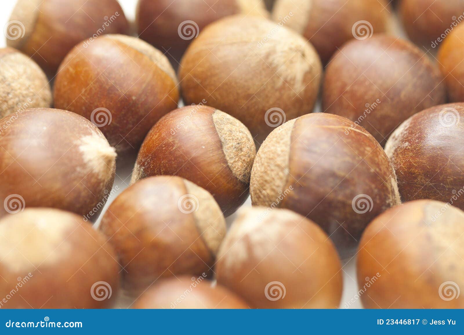 Chestnut on White Background Stock Image - Image of healthy, food: 23446817