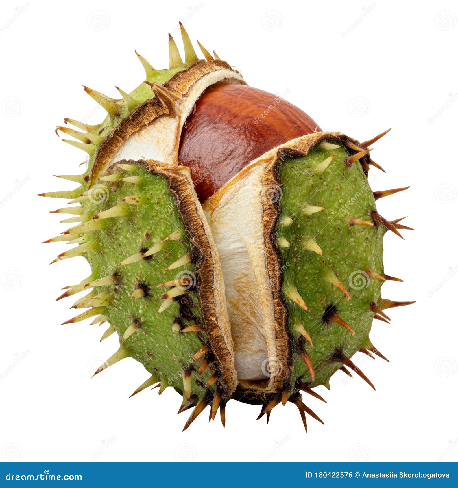 Chestnut on White Background Stock Photo - Image of growth, autumn ...
