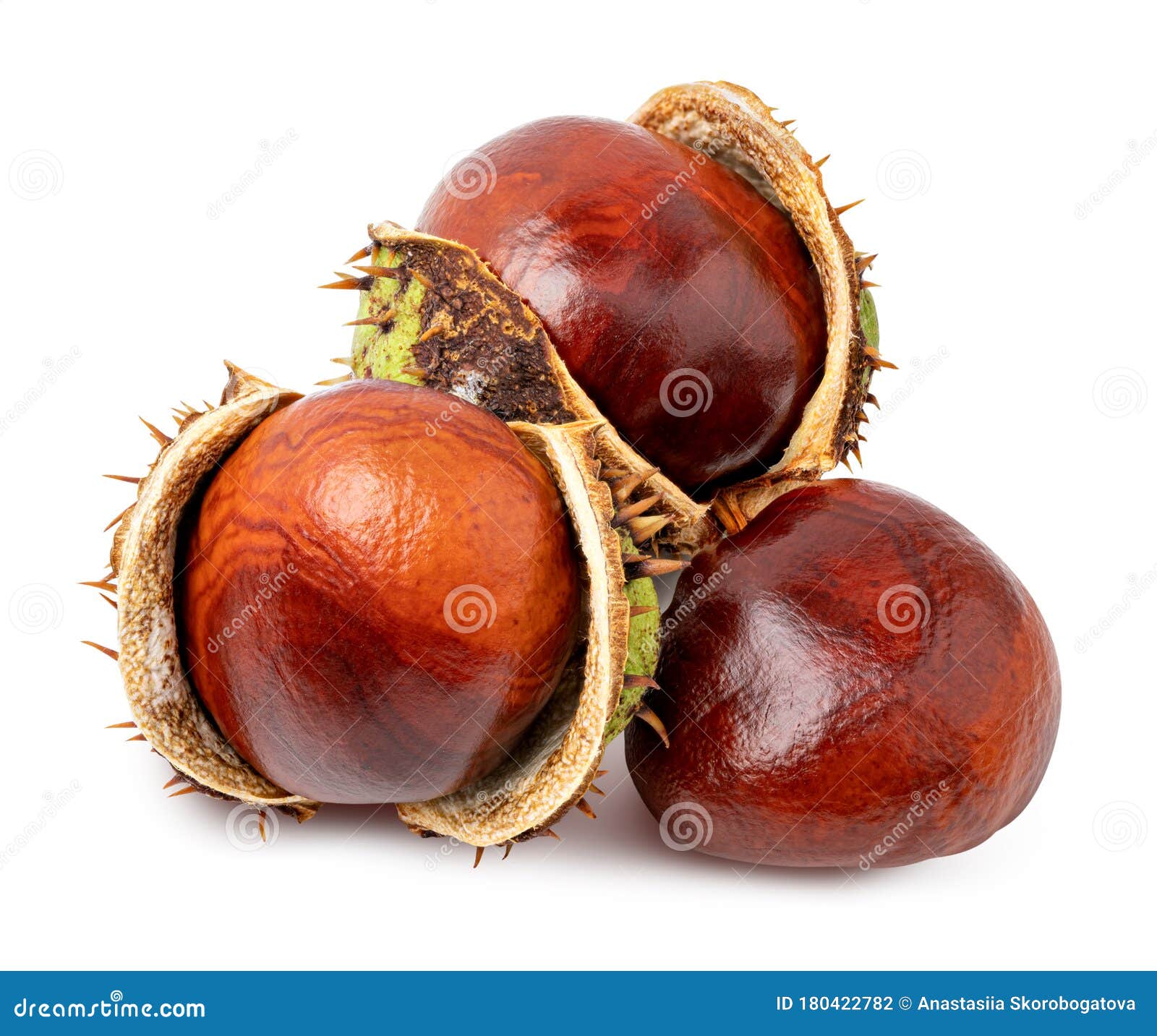 Chestnut on White Background Stock Photo - Image of aesculus, leaves ...