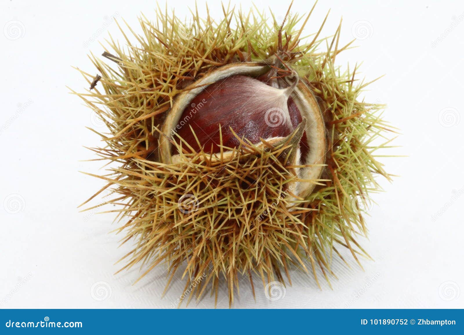 Chestnut on White Background Stock Photo - Image of chestnut, inside ...