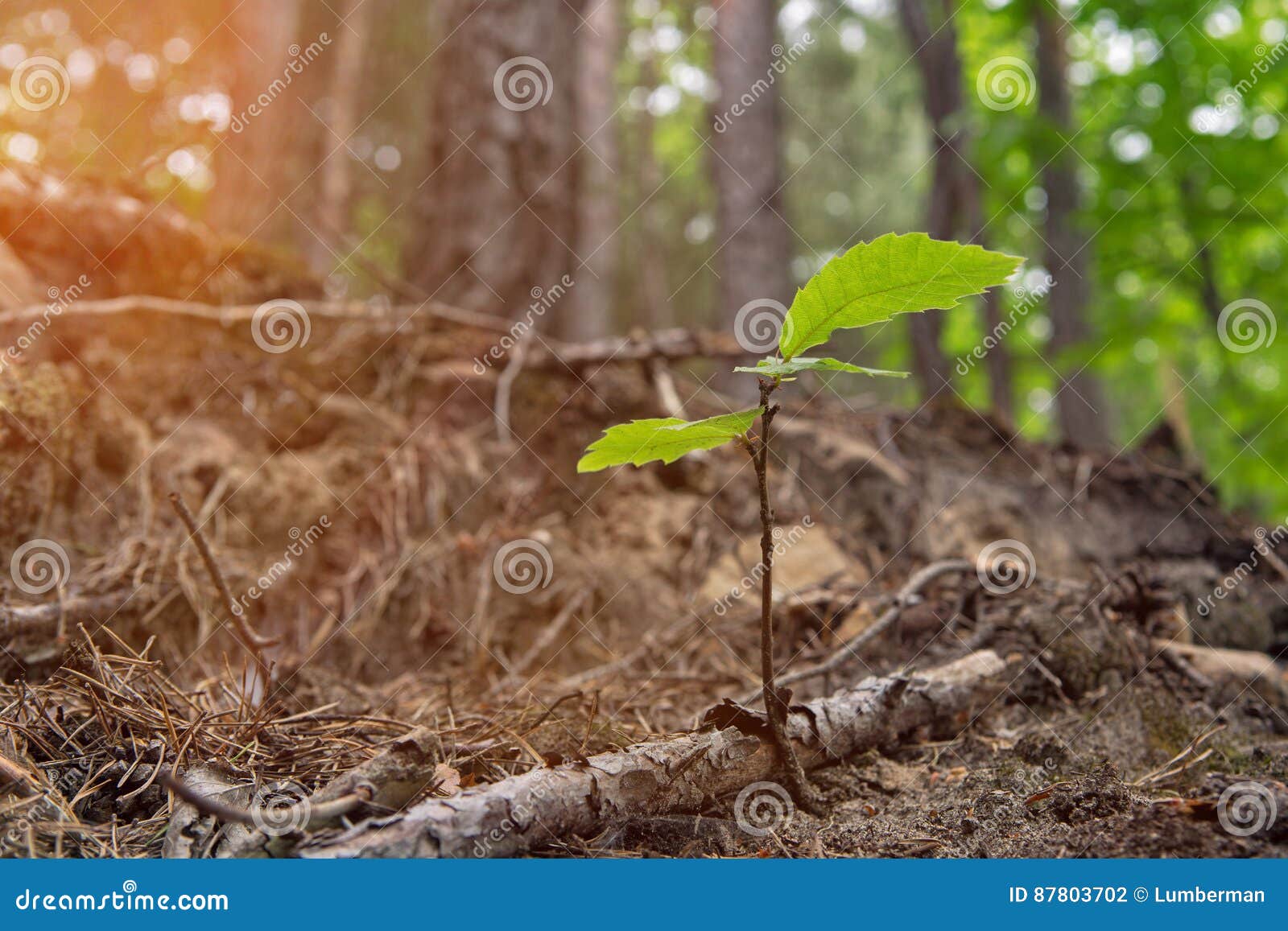 Chestnut stock photo. Image of green, macro, german, sustainable - 87803702