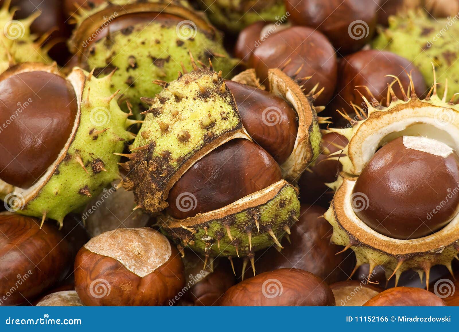 Chestnuts stock photo. Image of skin, isolated, autumn - 11152166