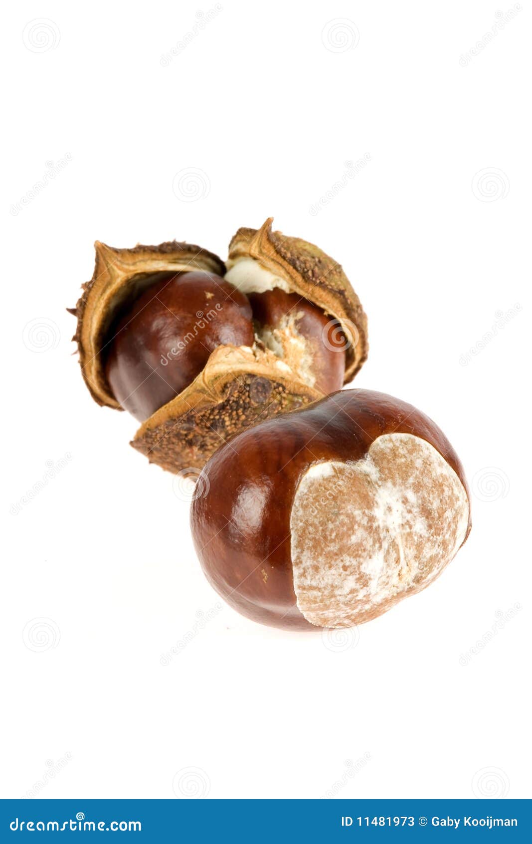 Chestnuts stock image. Image of flora, nature, fresh - 11481973