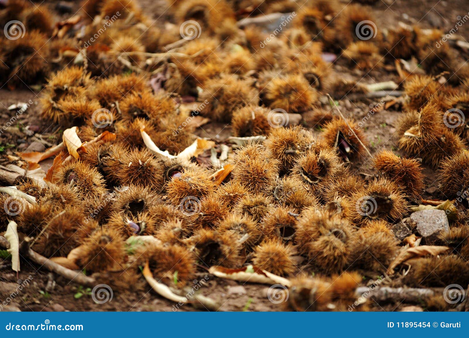 Chestnuts stock photo. Image of season, food, fresh, golden - 11895454