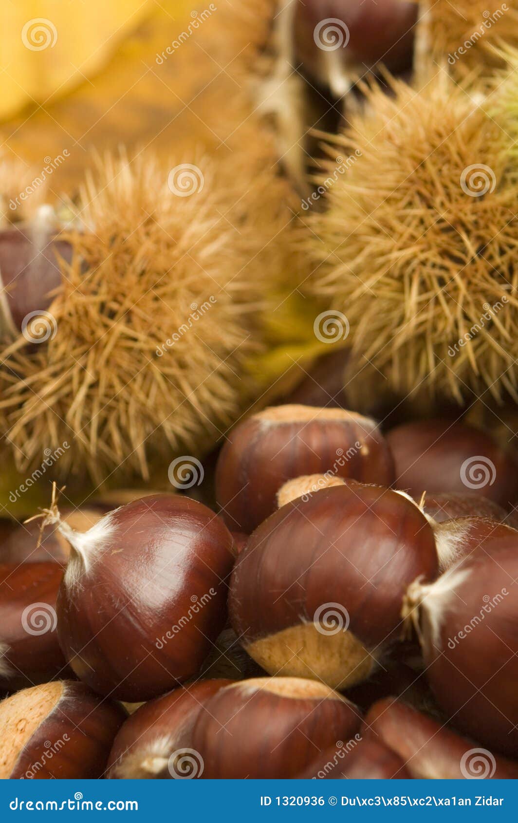 Chestnuts stock photo. Image of shell, fall, green, brown - 1320936