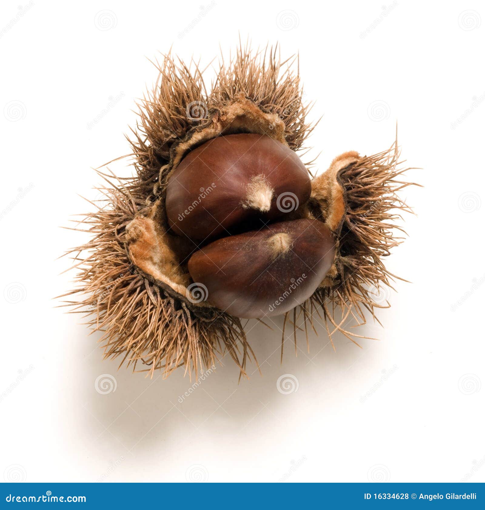 Chestnuts stock photo. Image of inside, chestnut, nature - 16334628