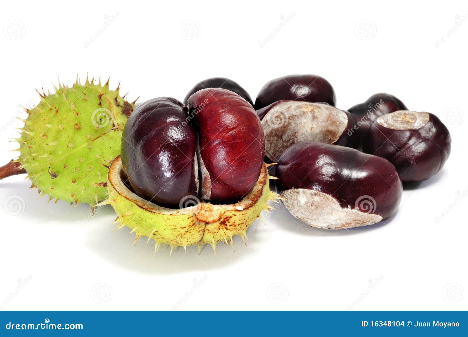 681 Chestnuts Spikes Photos - Free & Royalty-Free Stock Photos from ...