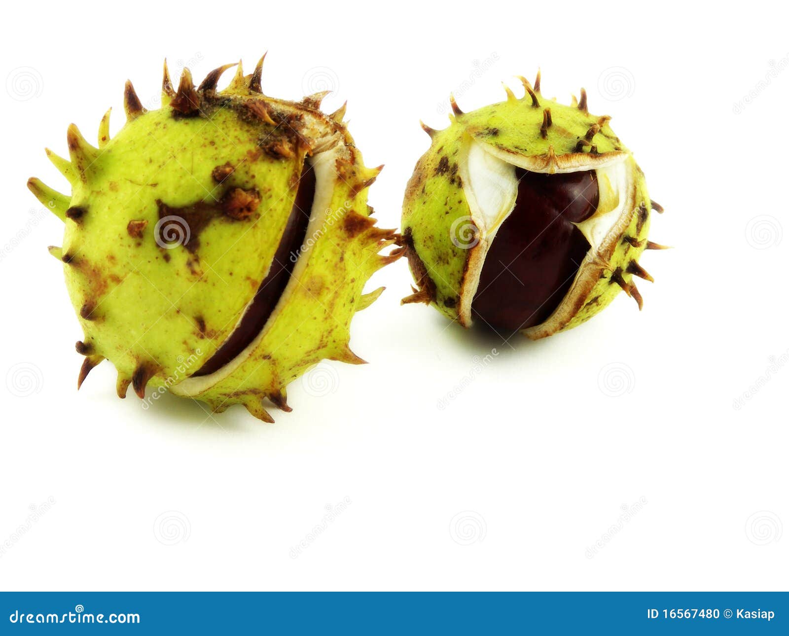 Chestnuts stock photo. Image of seasonal, round, group - 16567480