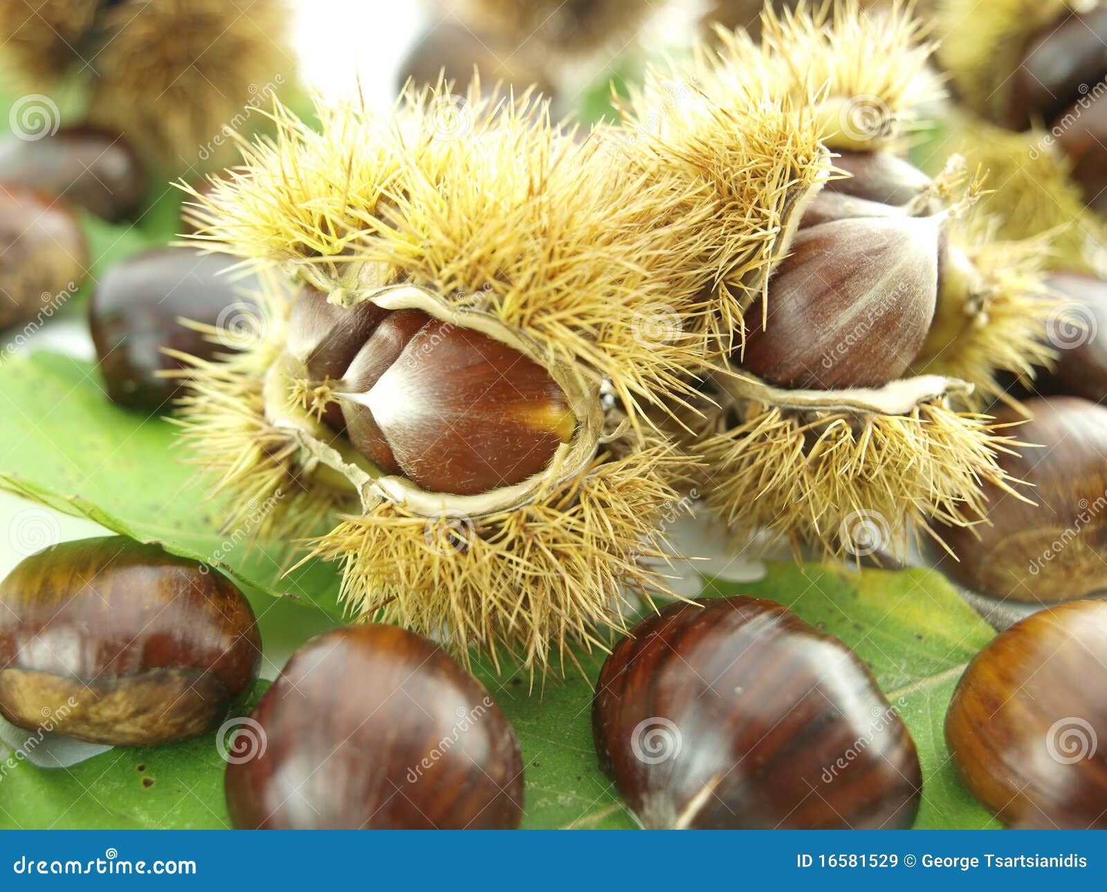 Chestnuts stock image. Image of walnuts, plant, chestnuts - 16581529
