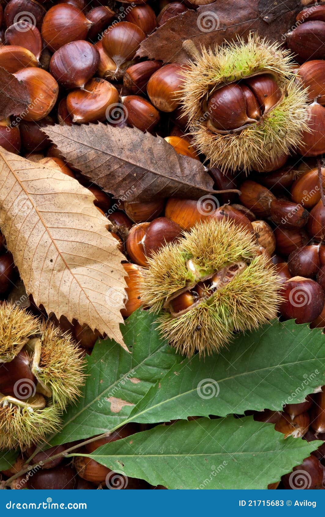 Chestnuts stock image. Image of collect, curl, brown - 21715683