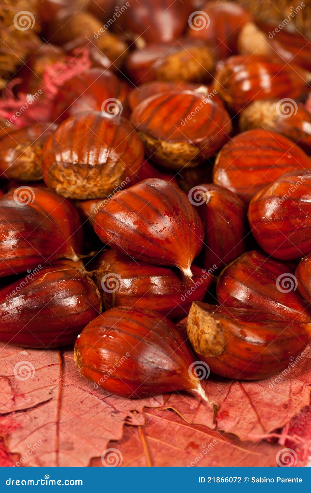 Chestnuts stock photo. Image of autumn, organic, ingredient - 21866072
