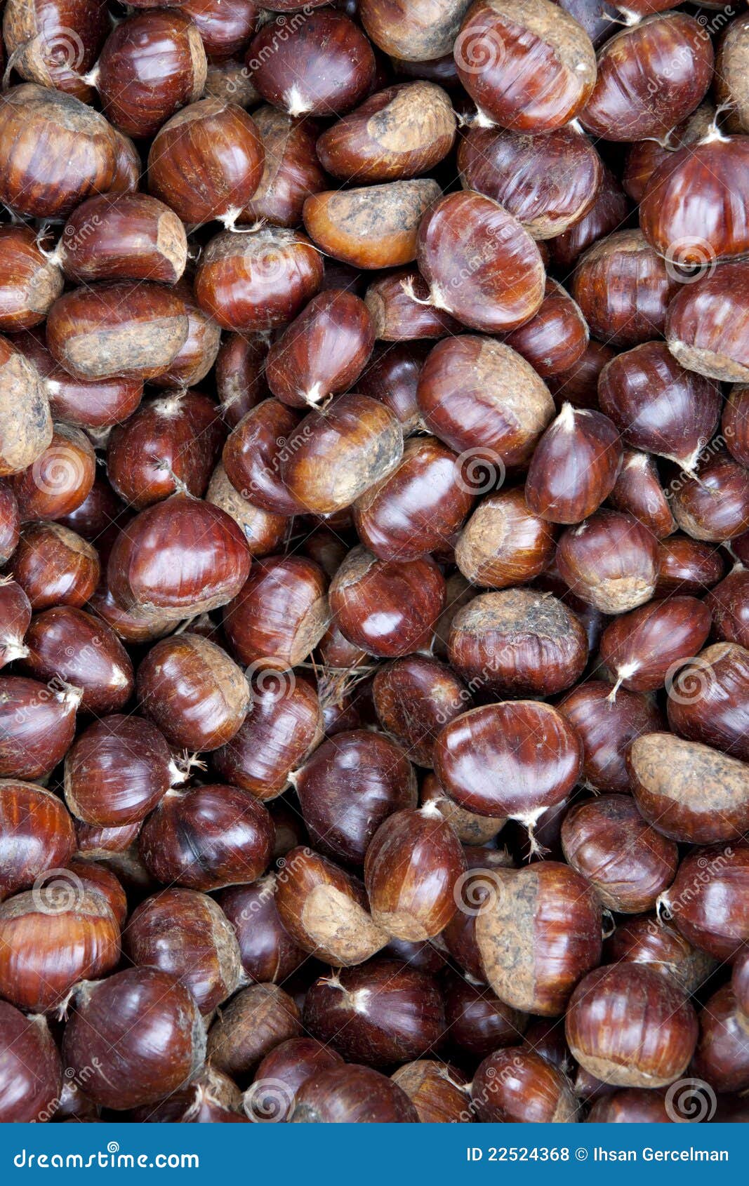 Chestnuts stock photo. Image of chestnut, nature, health - 22524368