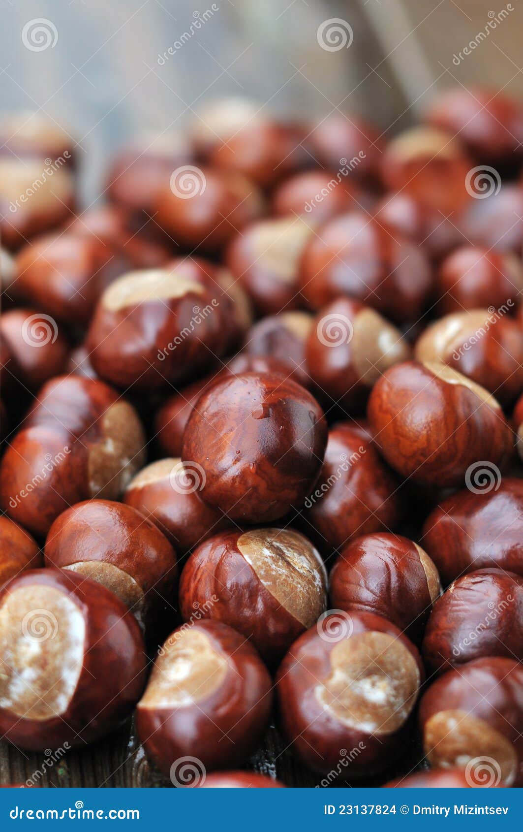 Chestnuts stock photo. Image of group, food, brown, heap - 23137824