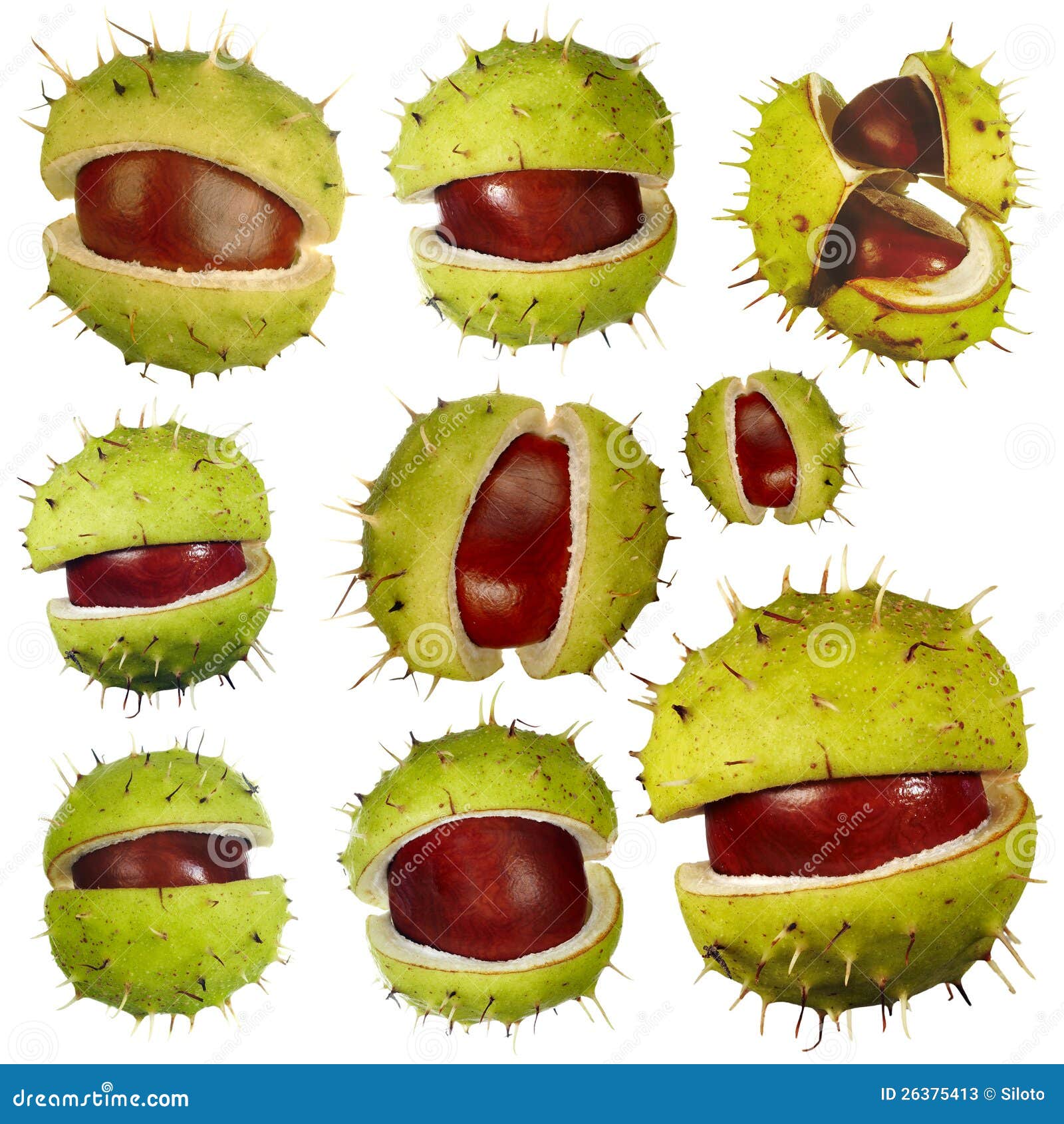 Chestnuts stock image. Image of detail, fall, chestnut - 26375413