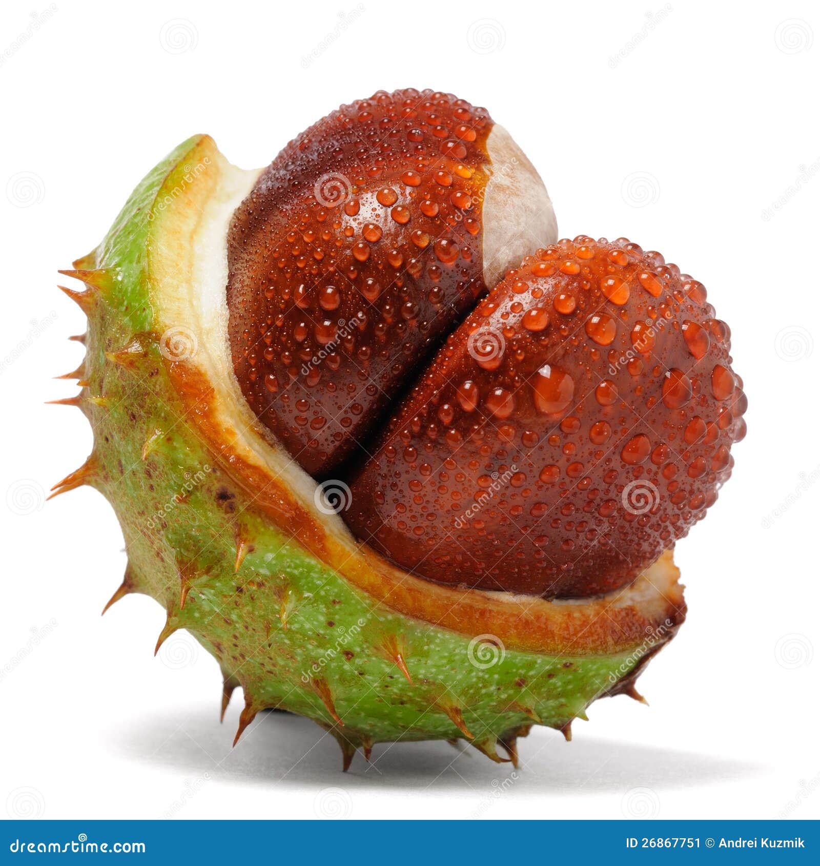 Chestnuts stock image. Image of spiked, chestnut, macro - 26867751