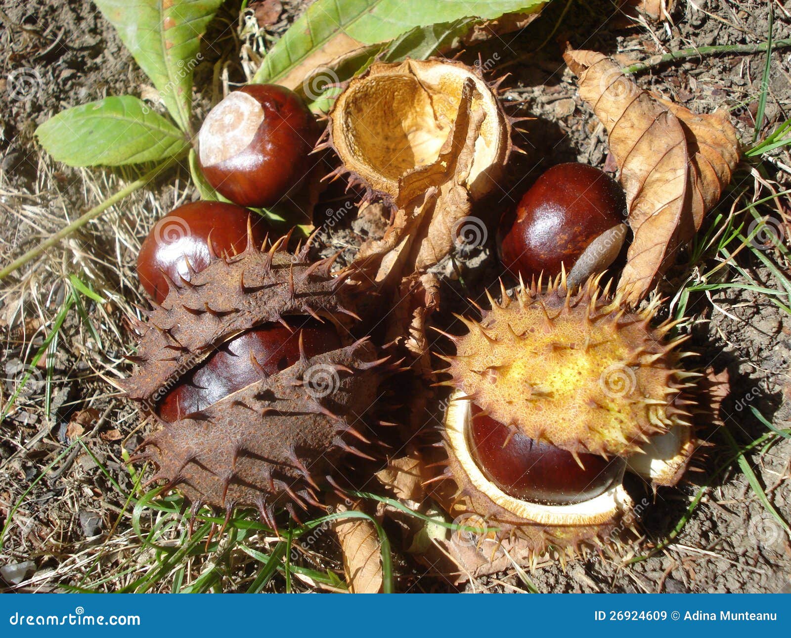Chestnuts stock image. Image of botany, brown, chestnuts - 26924609