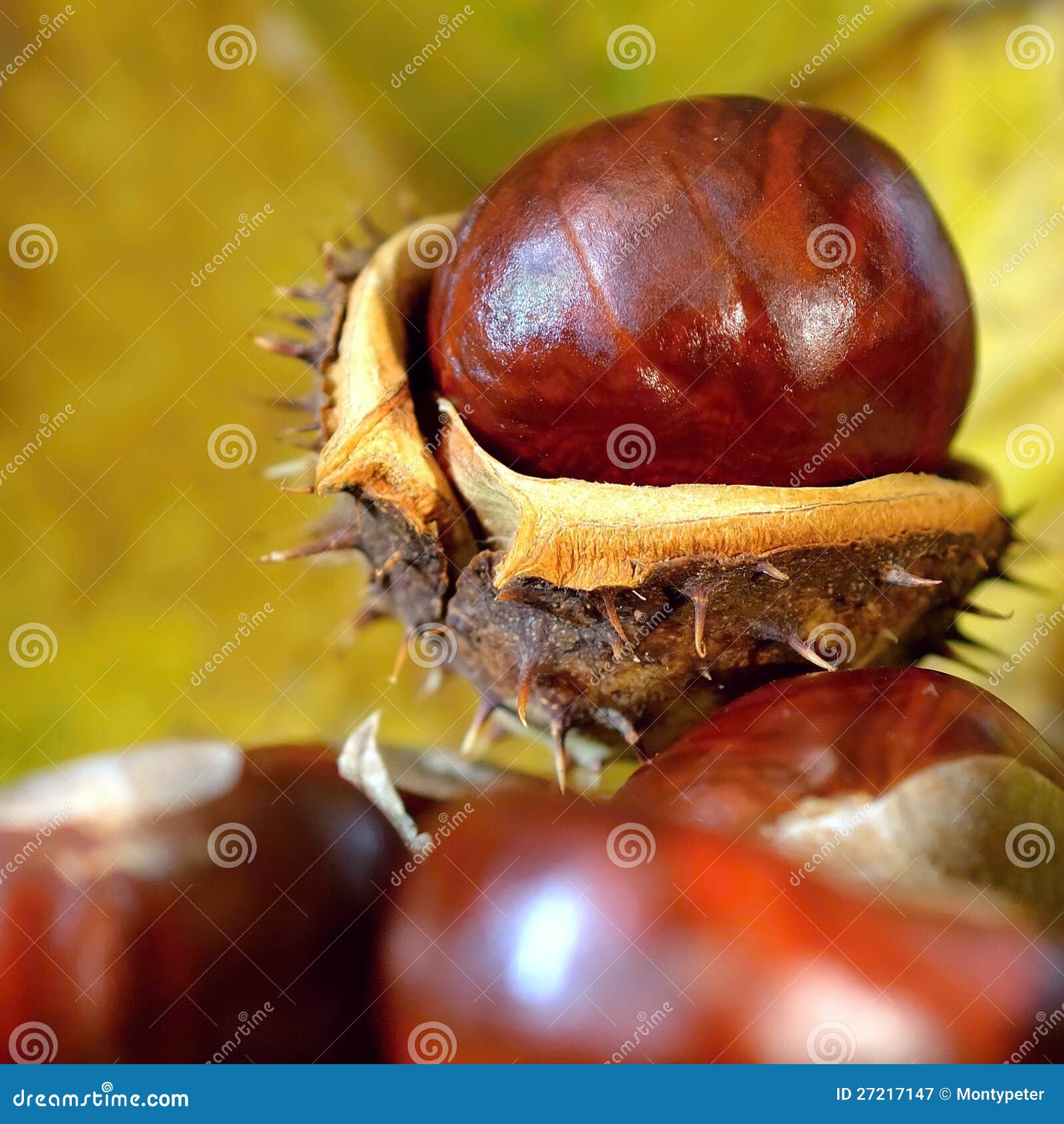 Chestnuts stock image. Image of edible, prickly, botanic - 27217147