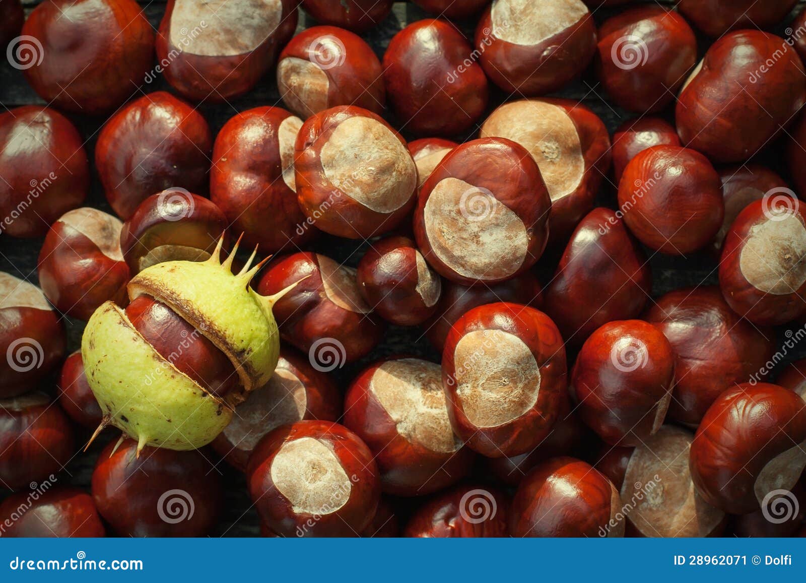 Chestnuts stock image. Image of opened, chestnut, covered - 28962071