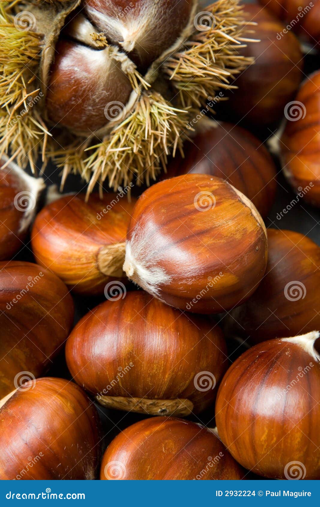 Spiny Husks Stock Photos - Free & Royalty-Free Stock Photos from Dreamstime