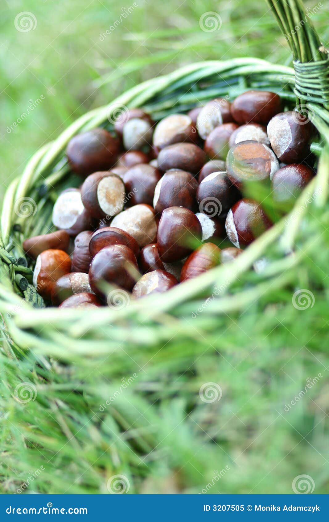 Chestnuts stock image. Image of chestnuts, chestnut, forest - 3207505