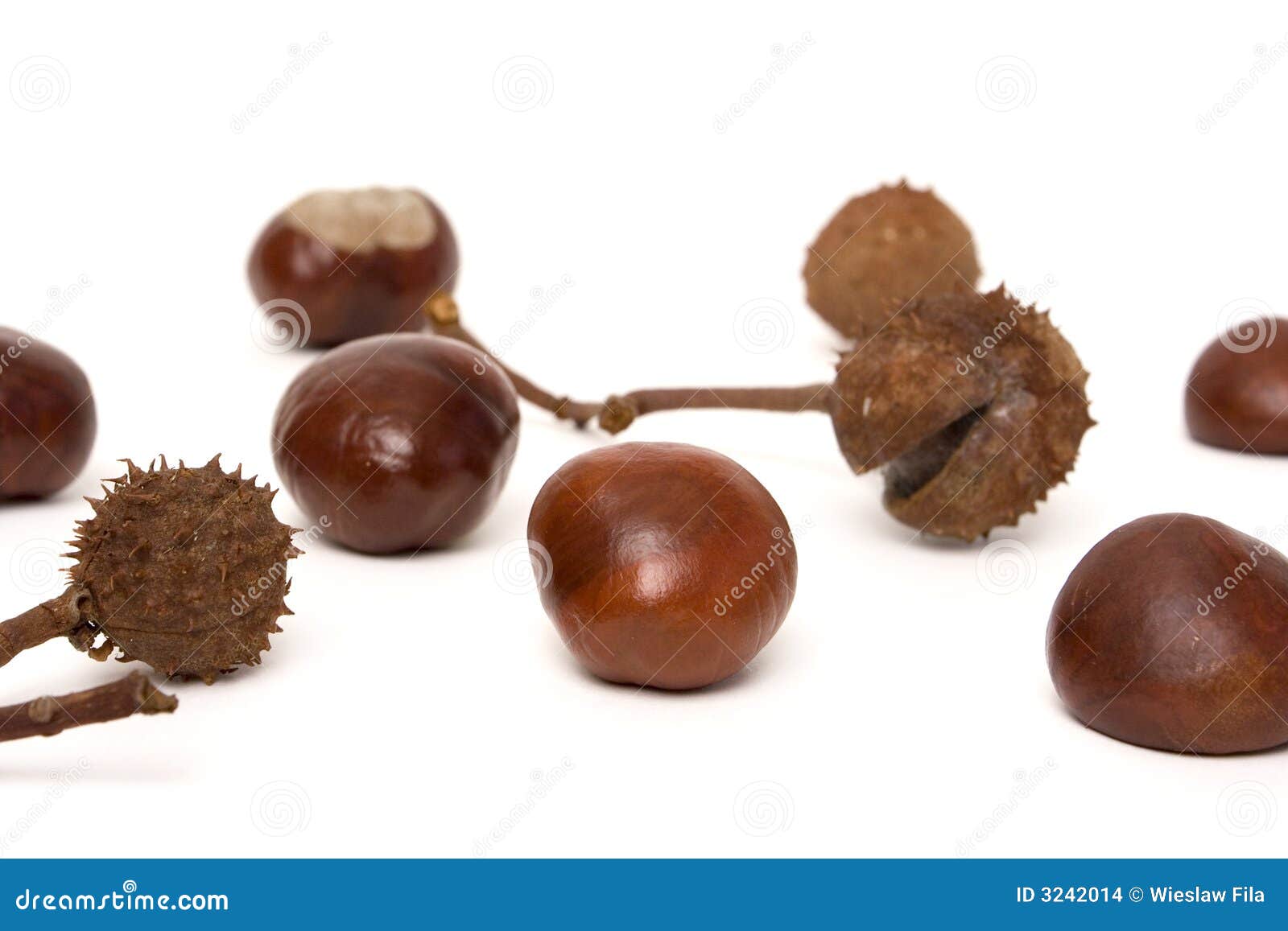 Chestnuts stock photo. Image of inside, nature, botany - 3242014