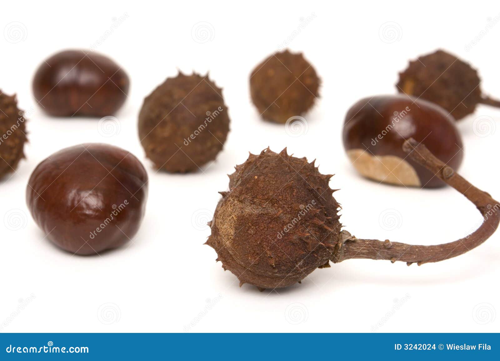 Chestnuts stock photo. Image of flora, botany, black, chestnut - 3242024