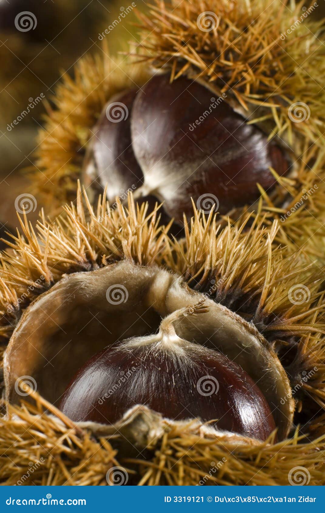 Chestnuts stock image. Image of fall, organic, capsules - 3319121