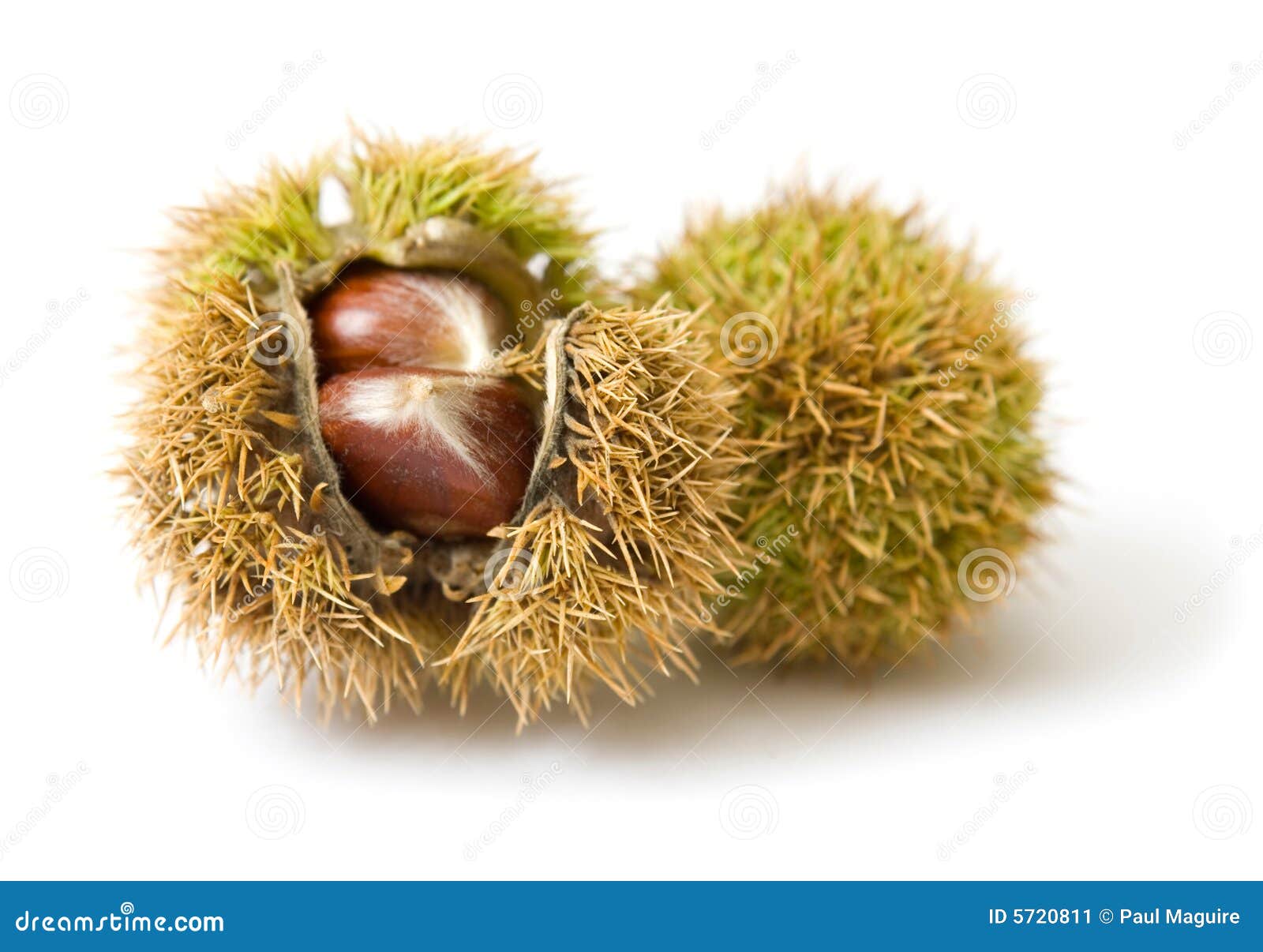 Chestnuts stock image. Image of fruit, autumn, fall, close - 5720811
