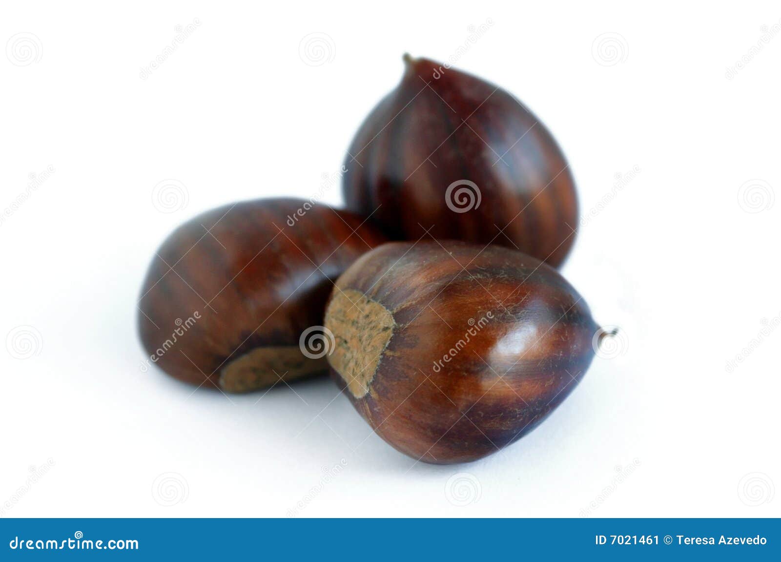 Chestnuts stock image. Image of macro, healthy, plant - 7021461