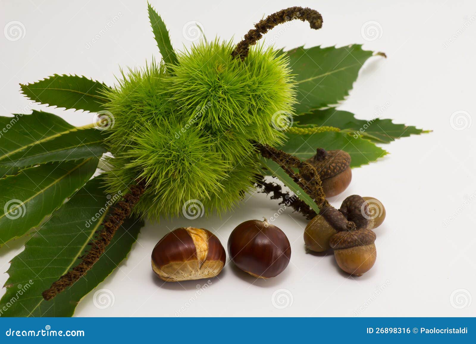 Chestnuts and acorns stock photo. Image of collection - 26898316