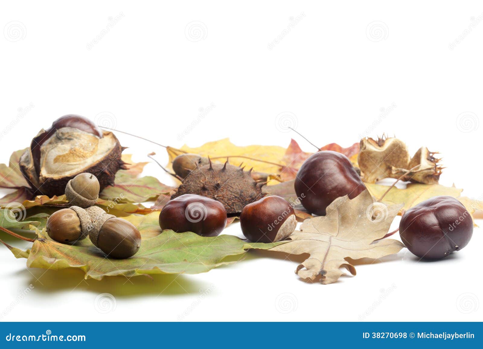 Chestnuts, Acorns and Fall Leaves Stock Photo - Image of conker, leave ...