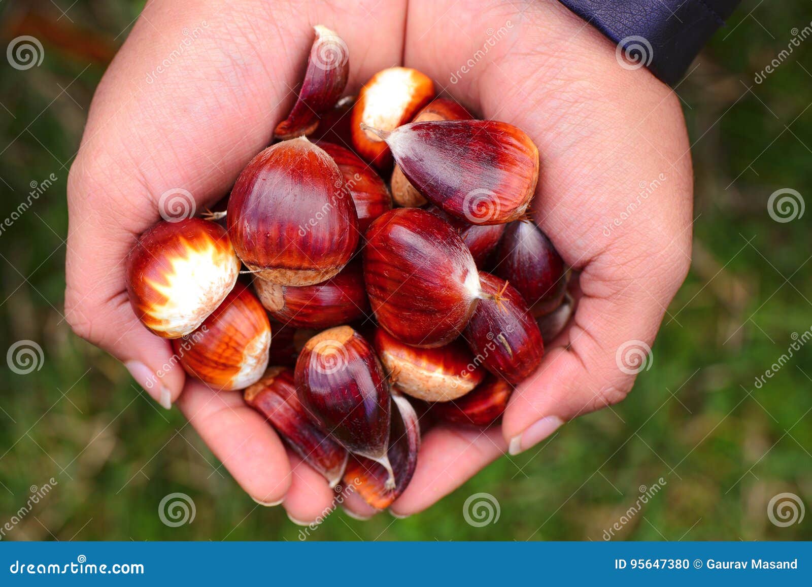 Chestnuts stock photo. Image of pickers, background, australian - 95647380