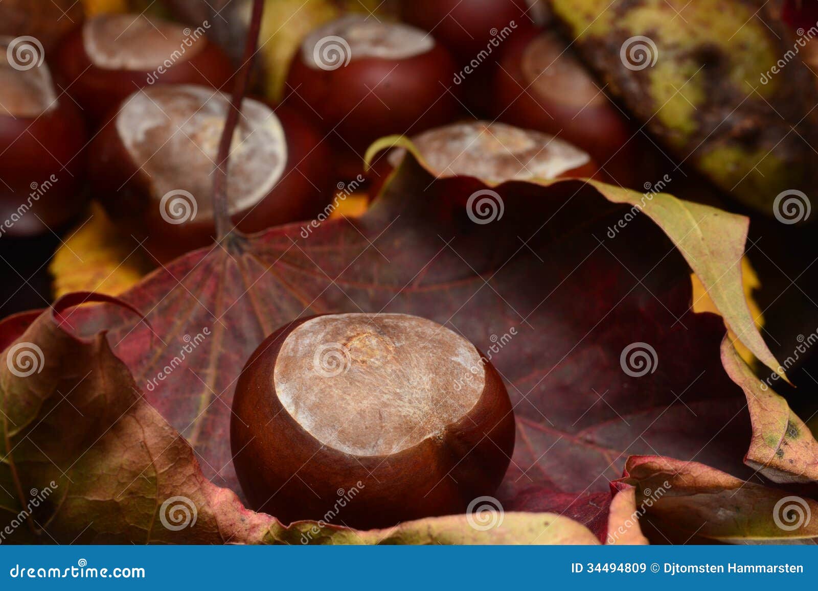 Chestnuts in autumn stock image. Image of fall, chestnut - 34494809