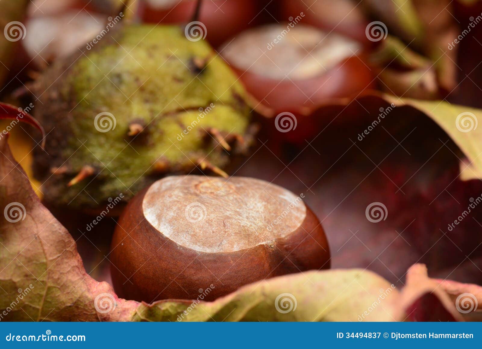 Chestnuts in autumn stock image. Image of chestnut, composition - 34494837
