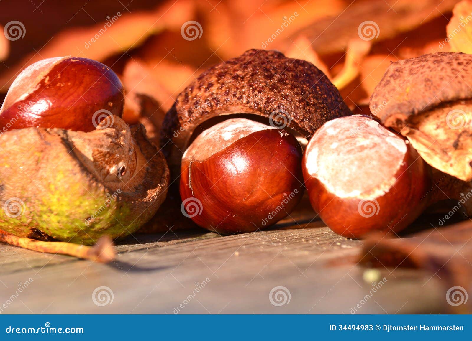 Chestnuts in autumn stock image. Image of nature, macro - 34494983