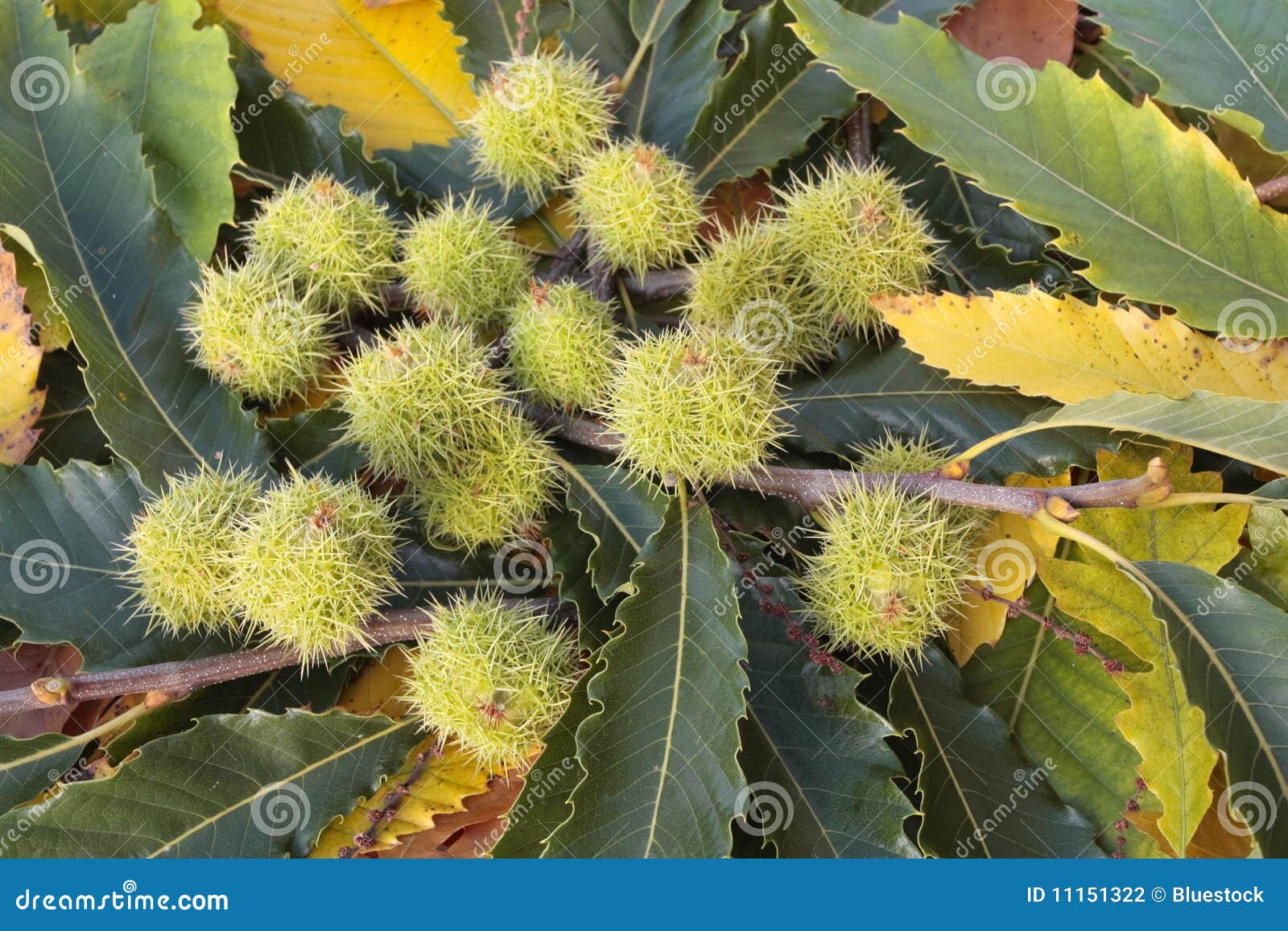 Chestnuts and Autumn Leaves Stock Photo - Image of tree, chestnuts ...