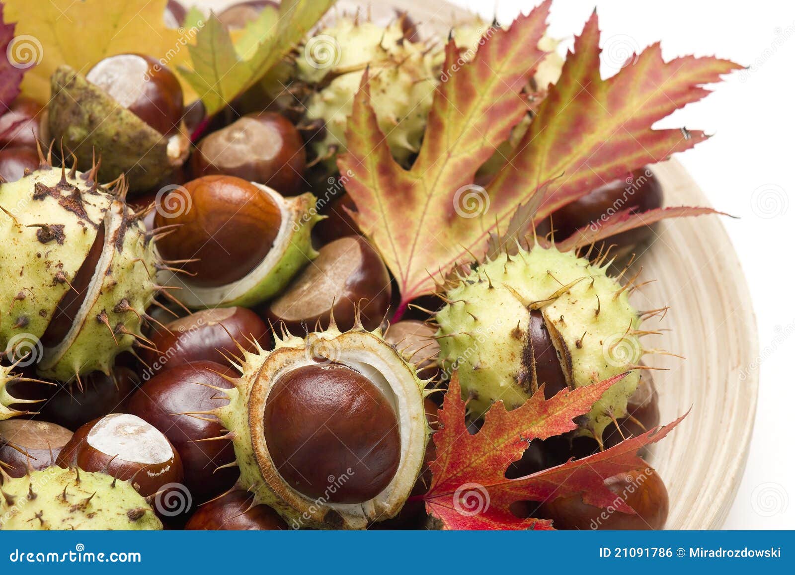 Chestnuts and Autumn Leaves Stock Photo - Image of prong, decoration ...