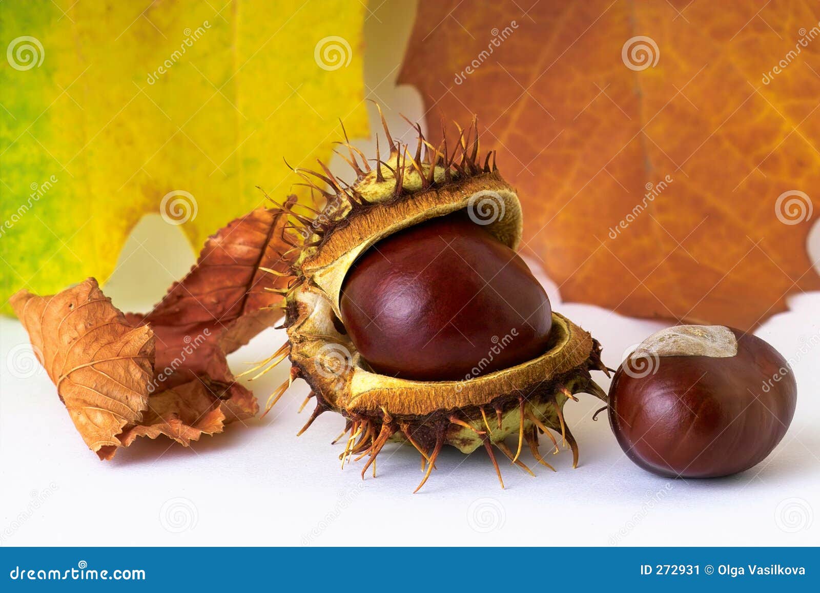 Chestnuts and Autumn Leaves Stock Image - Image of closeup, forest: 272931