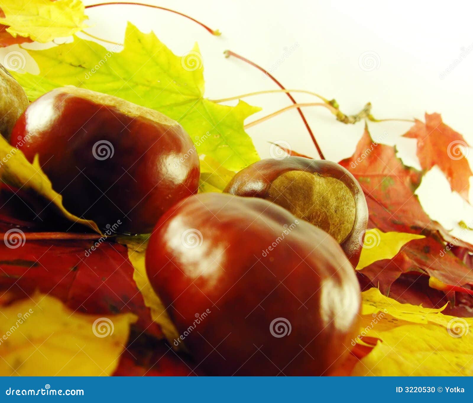Chestnuts on autumn leaves stock photo. Image of seasonal - 3220530